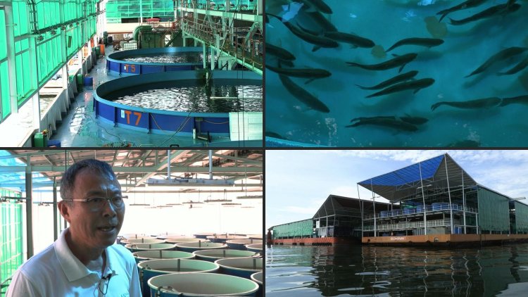 Singapore's Eco Ark Revolutionizes Aquaculture - NOW | News Of the World
