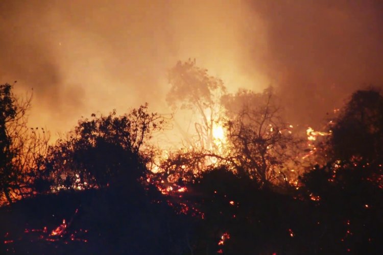 Griffith Park Fire Contained by LAFD - NOW | News Of the World