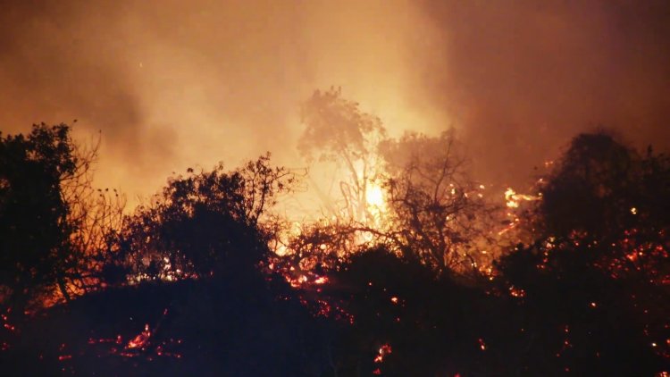 Griffith Park Fire Contained by LAFD - NOW | News Of the World
